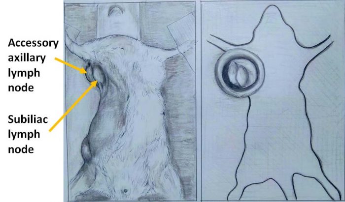 Is it possible to irradiate only one lymph node with X-rays? | KODAMA ...