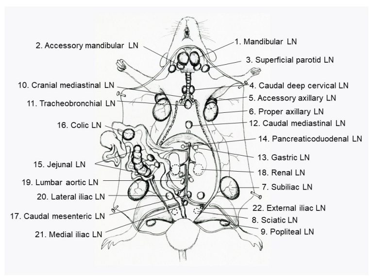 Level 4 Cervical Lymph Nodes My Xxx Hot Girl