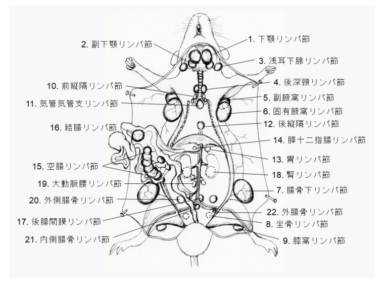 マウスの全リンパ節の名前 Kodama Lab|東北大学大学院 医工学研究科 治療医工学講座 腫瘍医工学分野 小玉研究室
